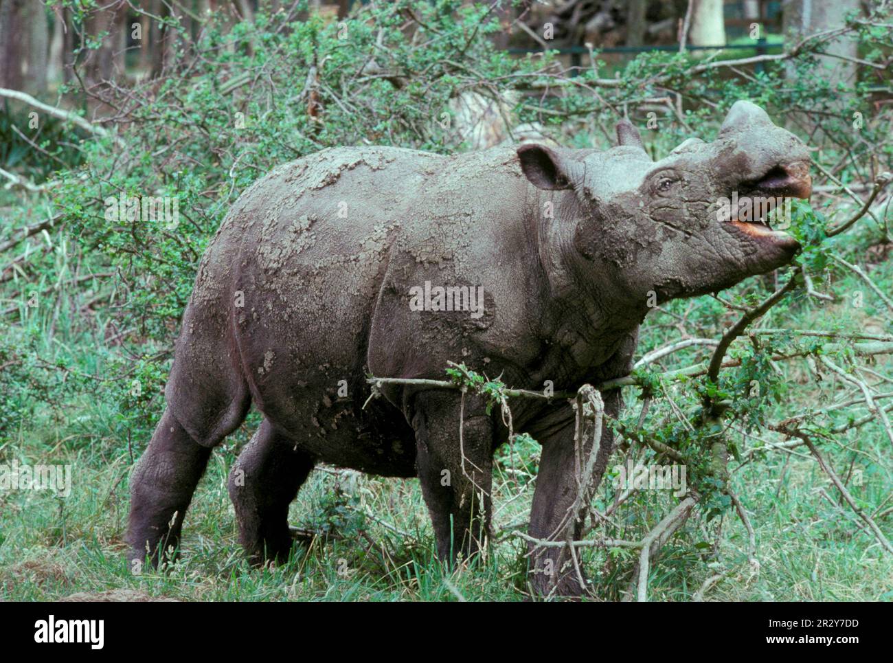 Diceros sumatrensis, Sumatran rhinoceros, Sumatran rhinoceroses ...