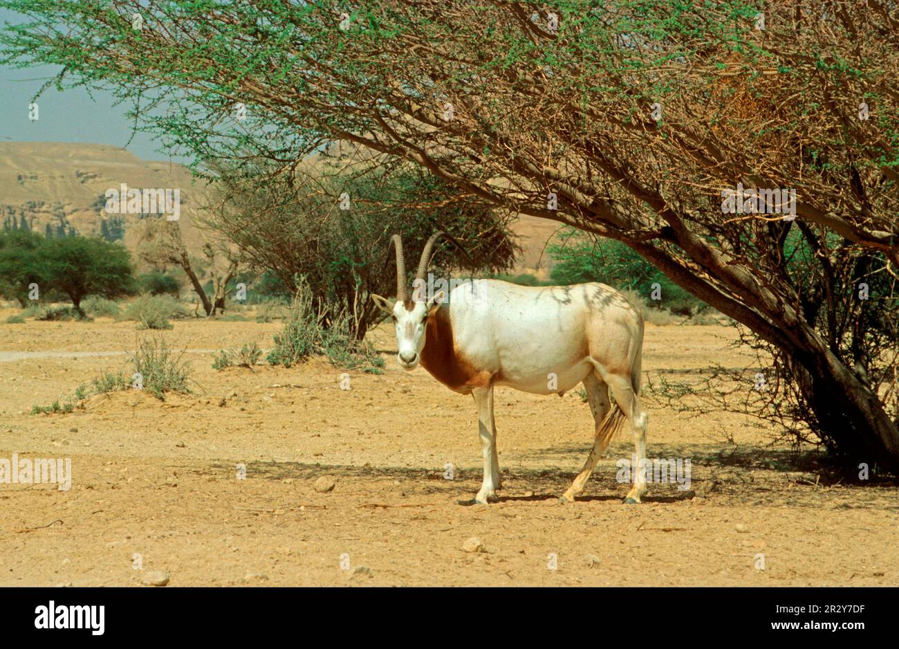 Scimitar oryx, scimitar-horned oryx (Oryx dammah), scimitar-horned ...