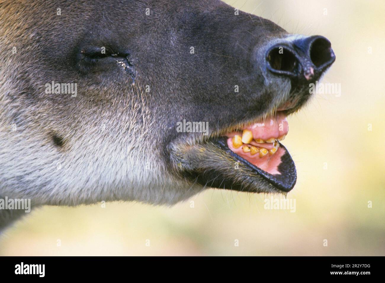 Baird's tapir, baird's tapirs, Baird's tapir, Central American tapir ...