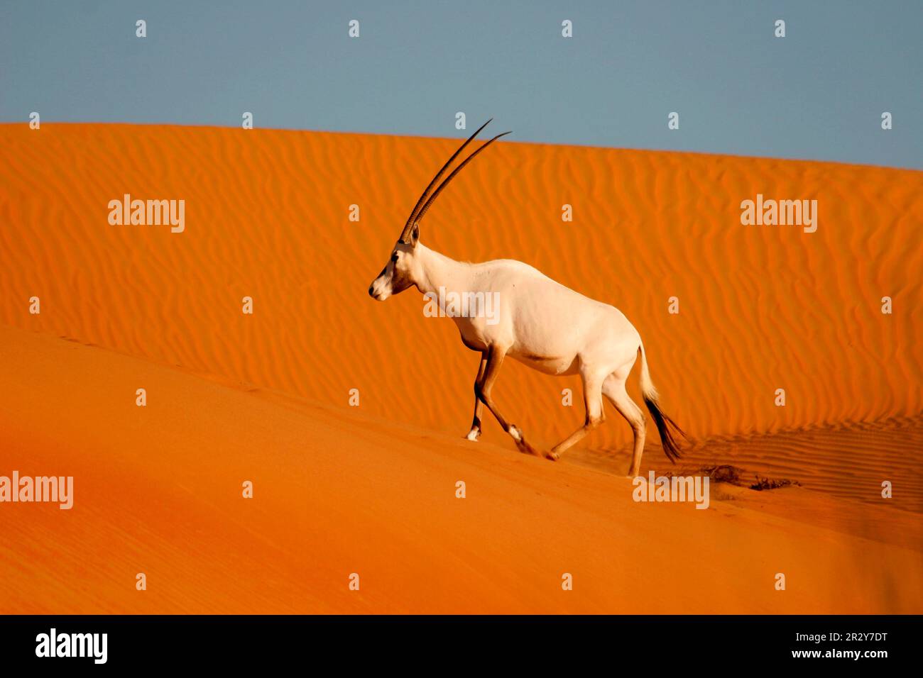 White oryx, Arabian spitbuck, Arabian spitbuck, arabian oryx (Oryx ...