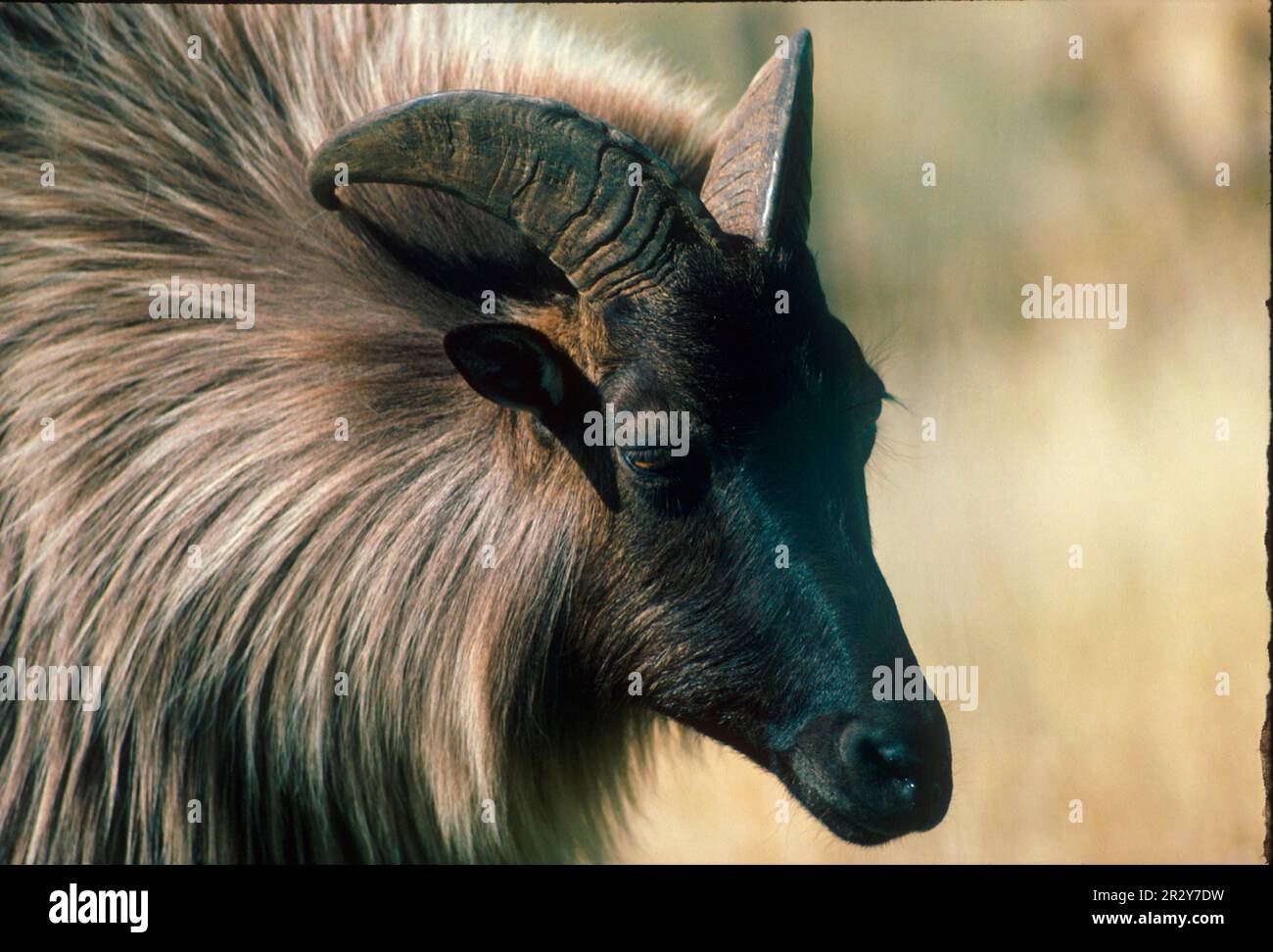 Himalayan himalayan tahr (Hemitragus jemlahicus) Close-up of the head ...