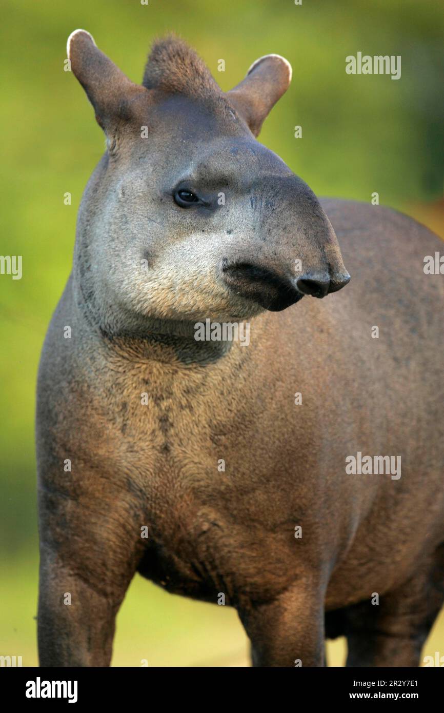 Brazilian tapir adult, close-up of head, Brazil, tapir, tapirs ...
