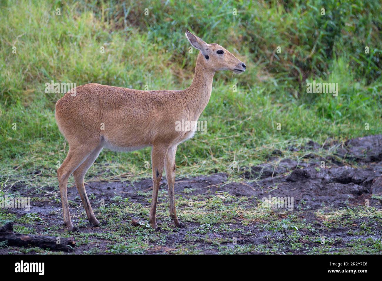 Bohor reedbuck (Redunca redunca), Reedbuck, Isabella antelope, Common ...