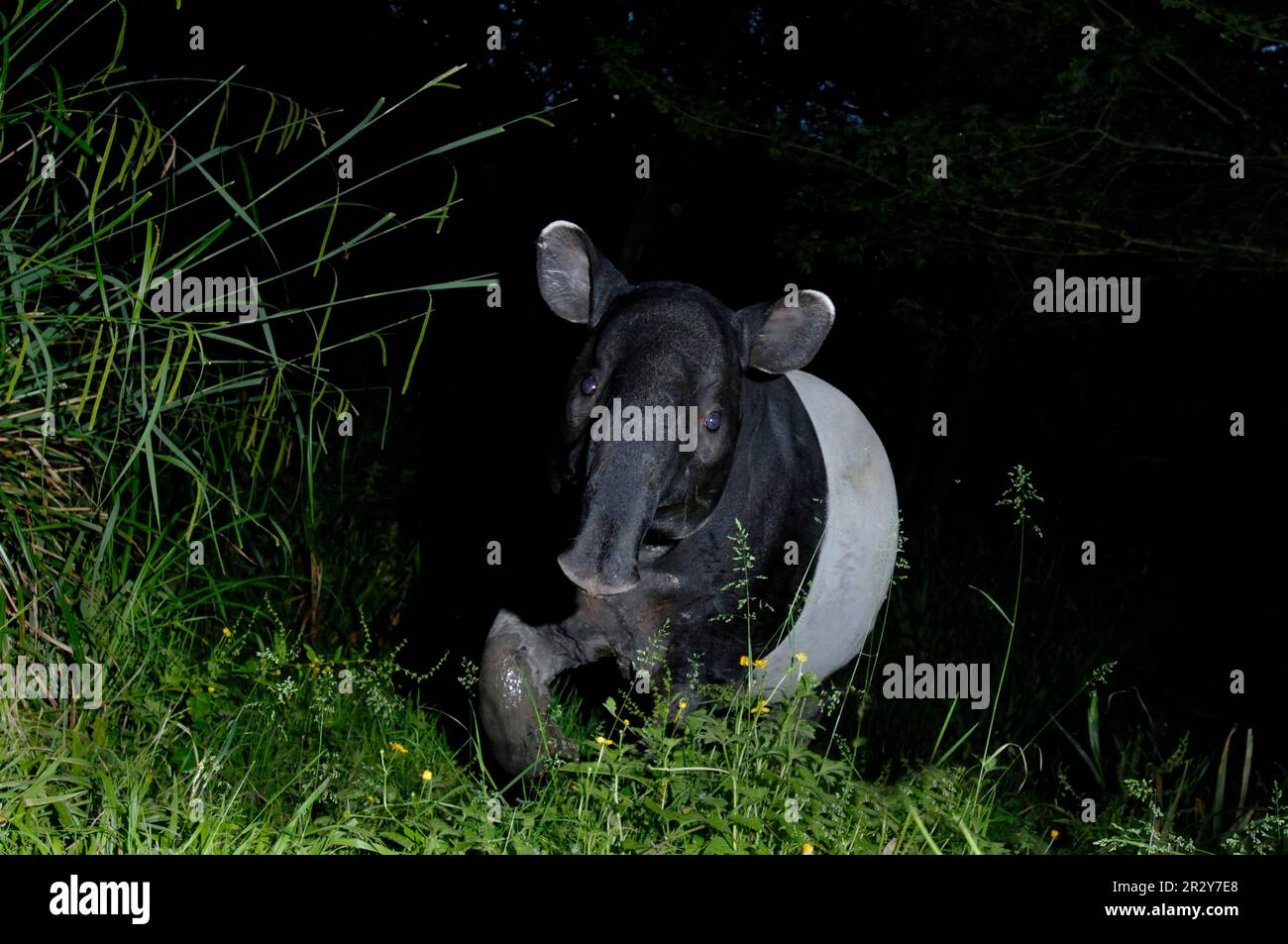 Malayan tapir, malayan tapirs (Tapirus indicus), tapir, tapirs ...