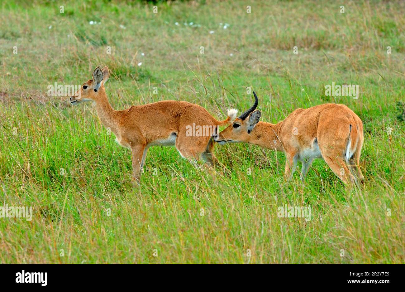 Redunca arundinum hi-res stock photography and images - Alamy