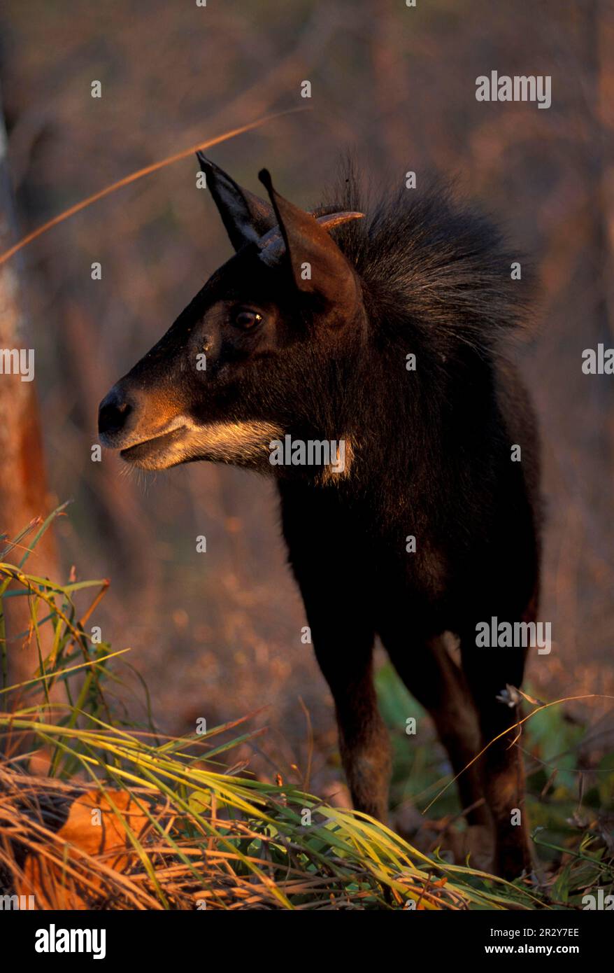 Sumatran serow, Sumatran serows, goat-like, ungulates, even-toed ...