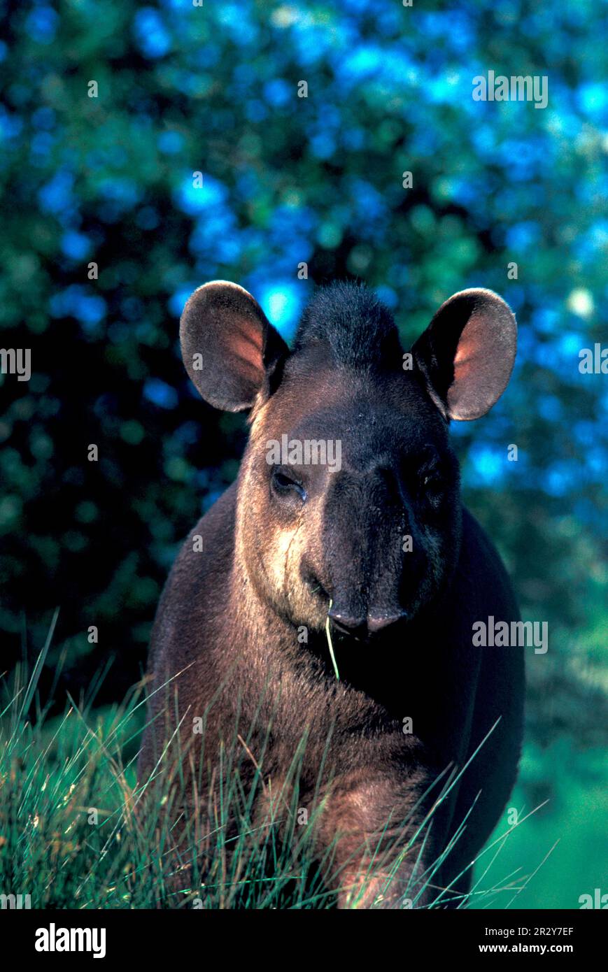 Lowland tapir, lowland tapirs, tapir, tapirs, ungulates, mammals ...