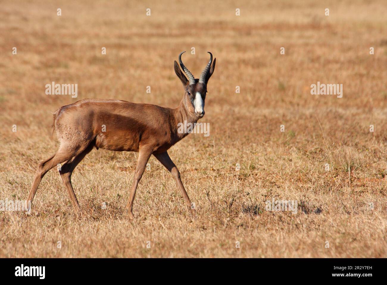 Springbok (Antidorcas marsupialis) melanistic adult, migrating ...