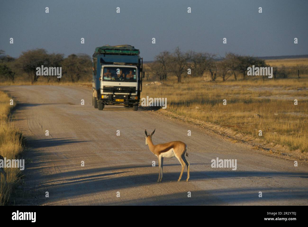 Springbok (Antidorcas marsupialis), springbok, springbok, antelope ...