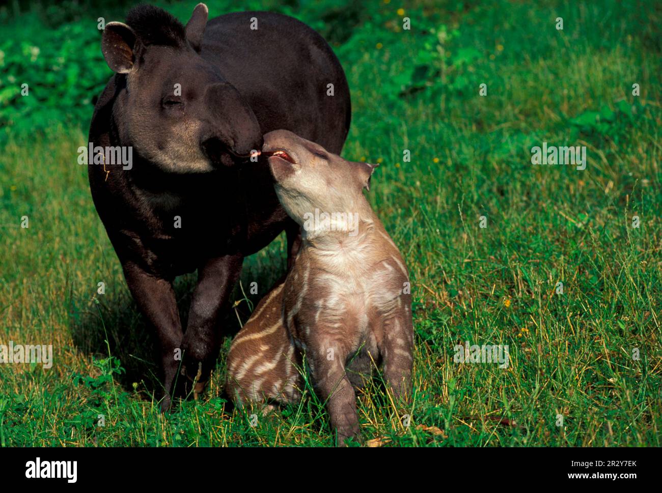 Lowland tapirs, tapir, tapirs, ungulates, mammals, animals, odd-toed ...