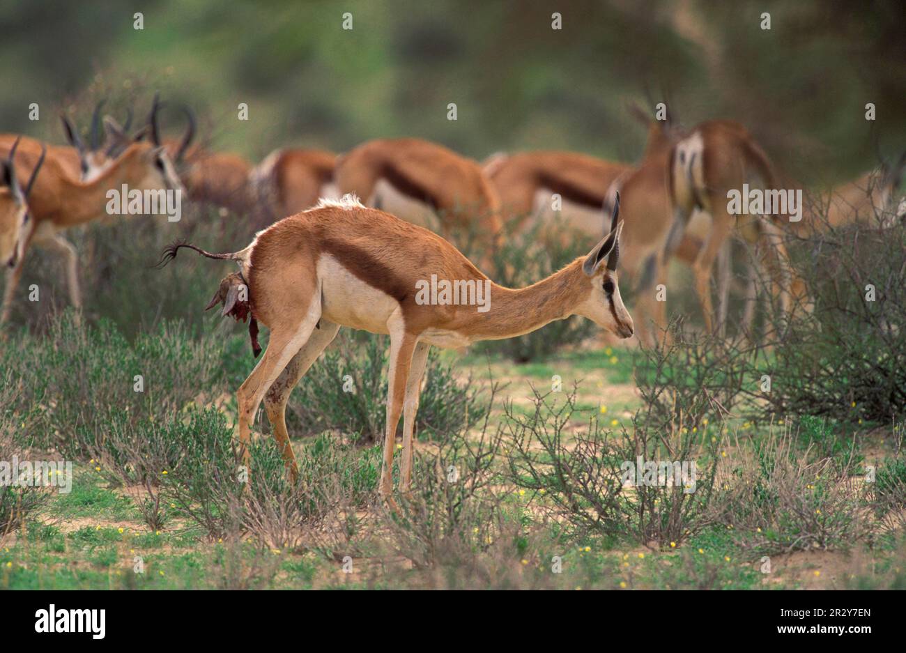 Springbok (Antidorcas marsupialis), adult female, calf born, standing ...
