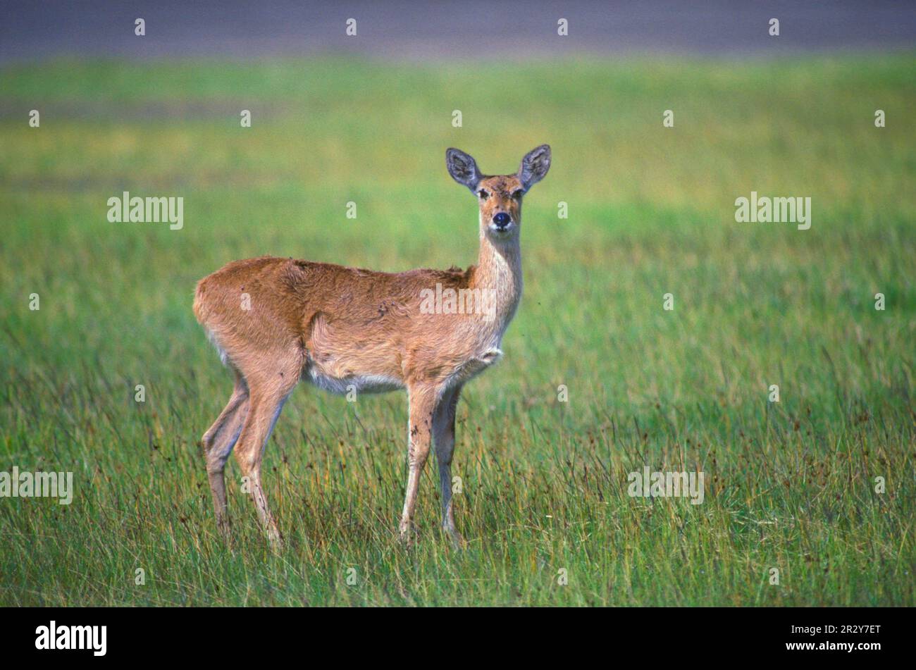 Reedbuck, Bohor (R. redunca) Female Stock Photo - Alamy