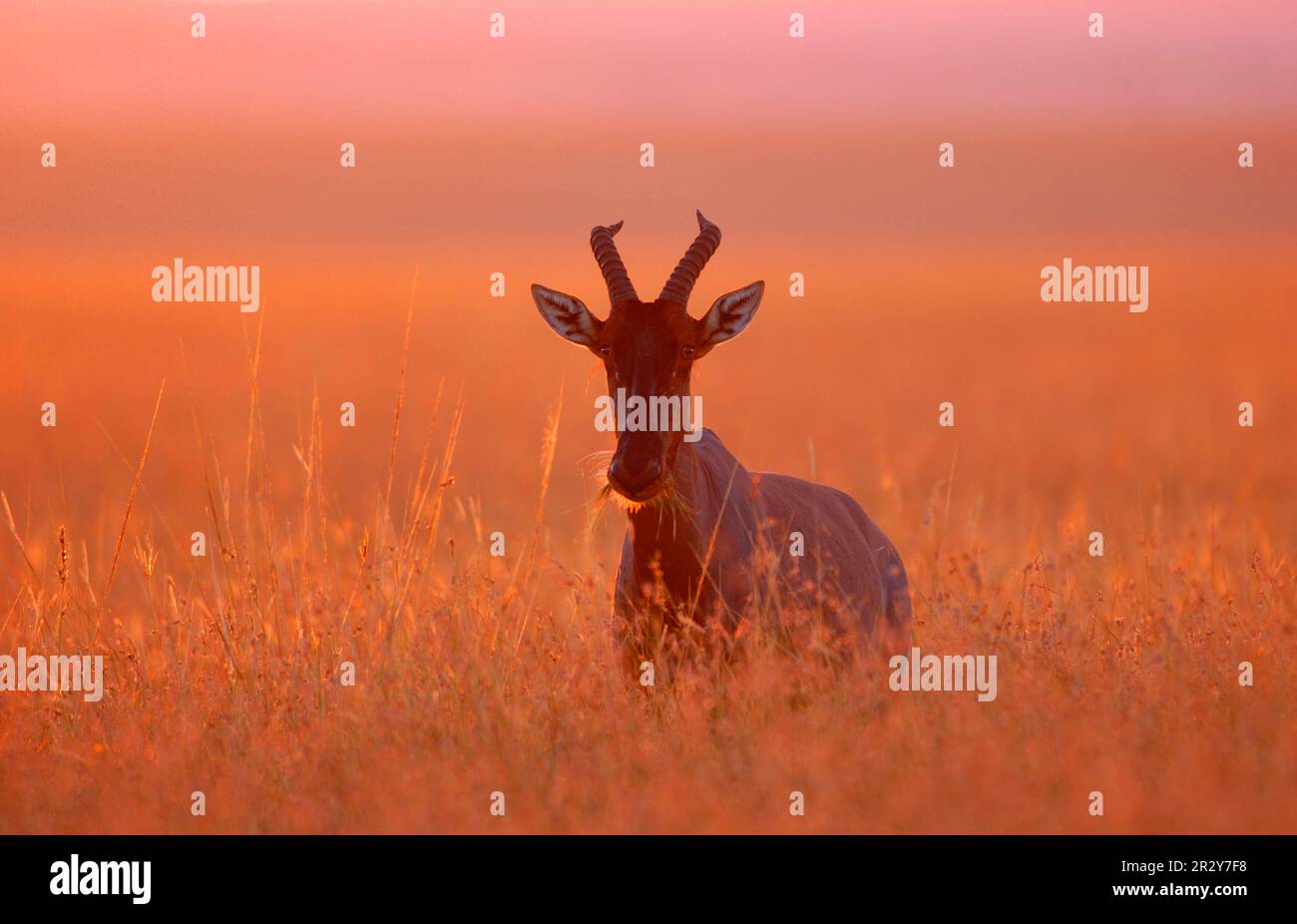 Lyra antelope, lyre antelope, topi, topis, sassabies (Damaliscus ...