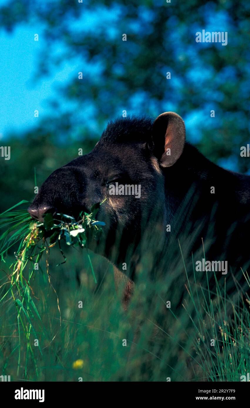 Lowland tapirs (Tapirus terrestris), tapir, tapirs, ungulates, mammals ...