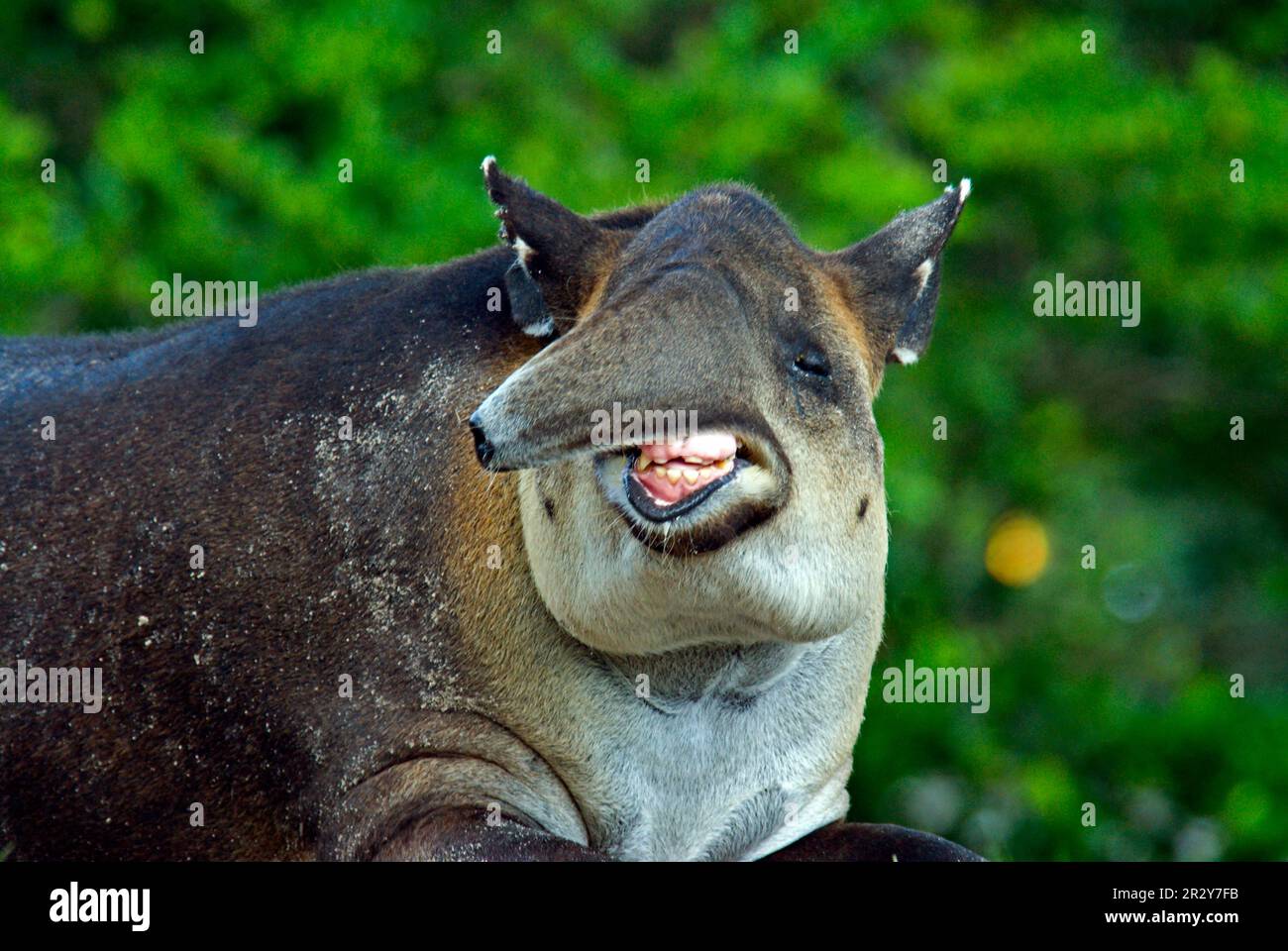 Baird's tapir (Tapirus bairdi) adult, close-up of head, teeth exposed ...