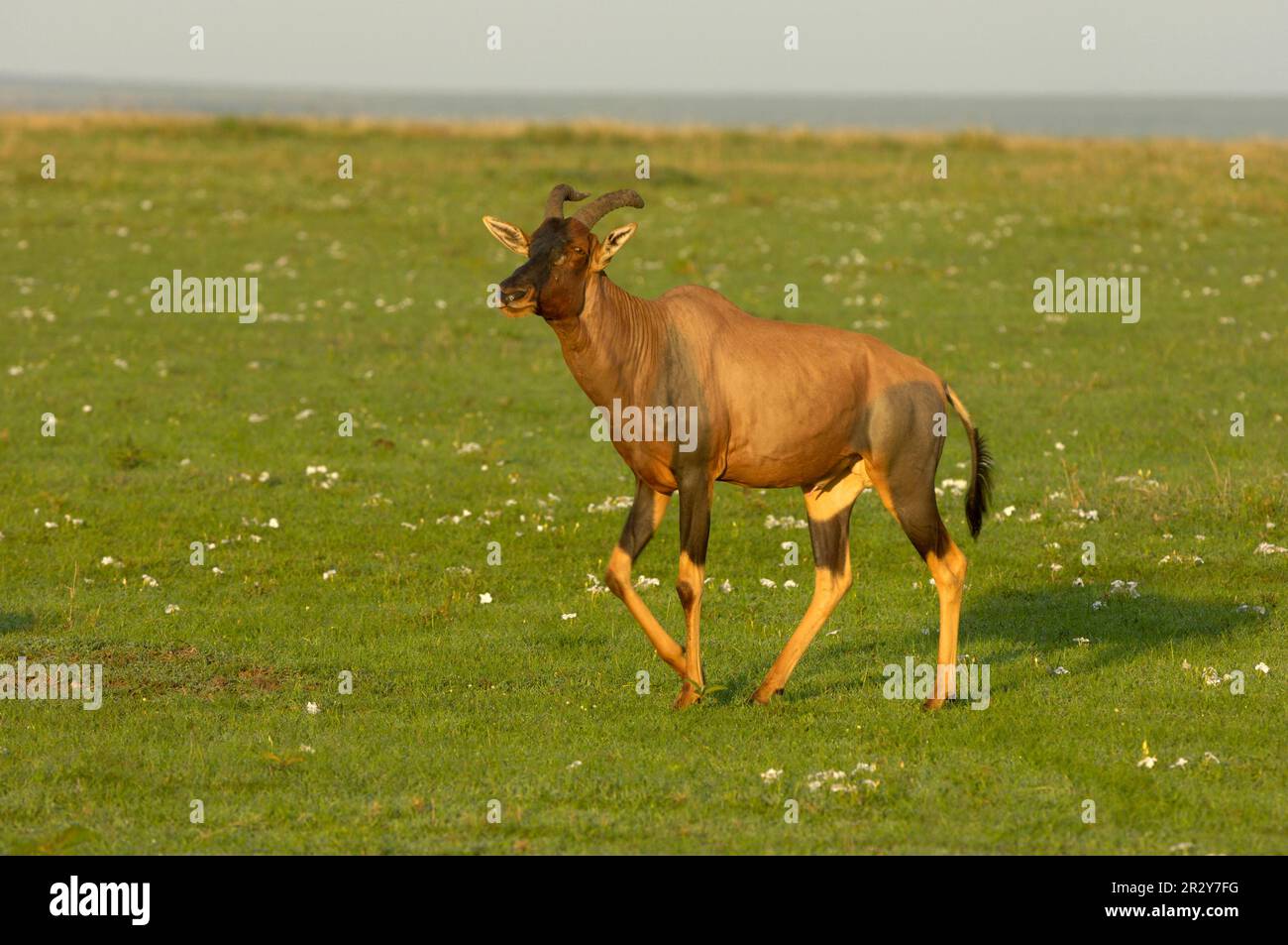 Lyra antelope, lyre antelope, topi, topis, sassabies (Damaliscus ...