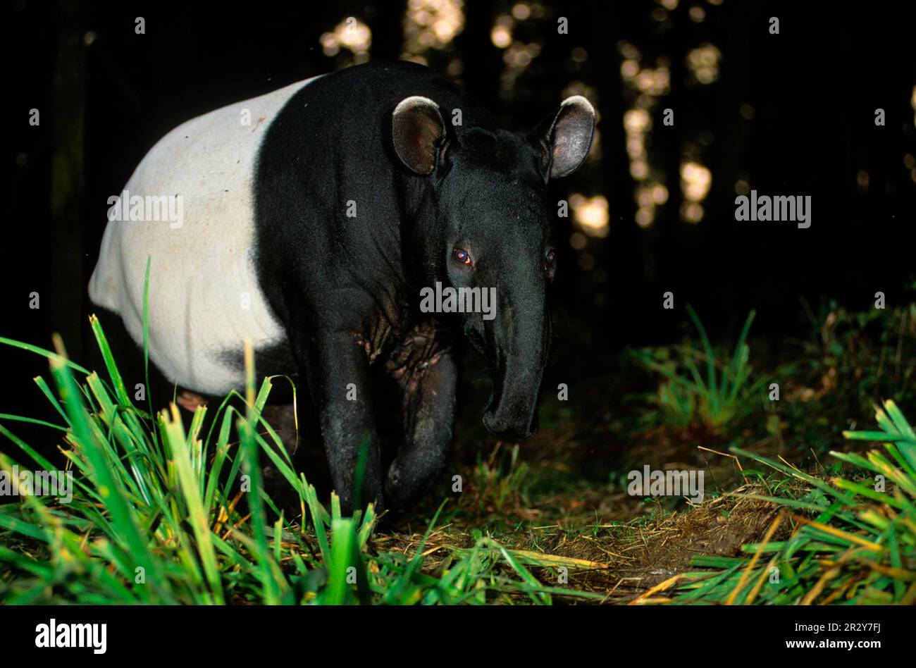 Malayan tapir, malayan tapirs (Tapirus indicus), tapir, tapirs ...