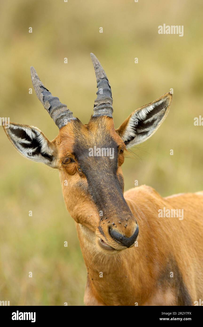 Lyre antelope hi-res stock photography and images - Alamy