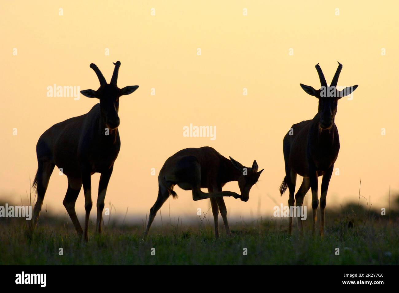 Lyra antelope, lyre antelopes, topi, topis, crescent antelope ...