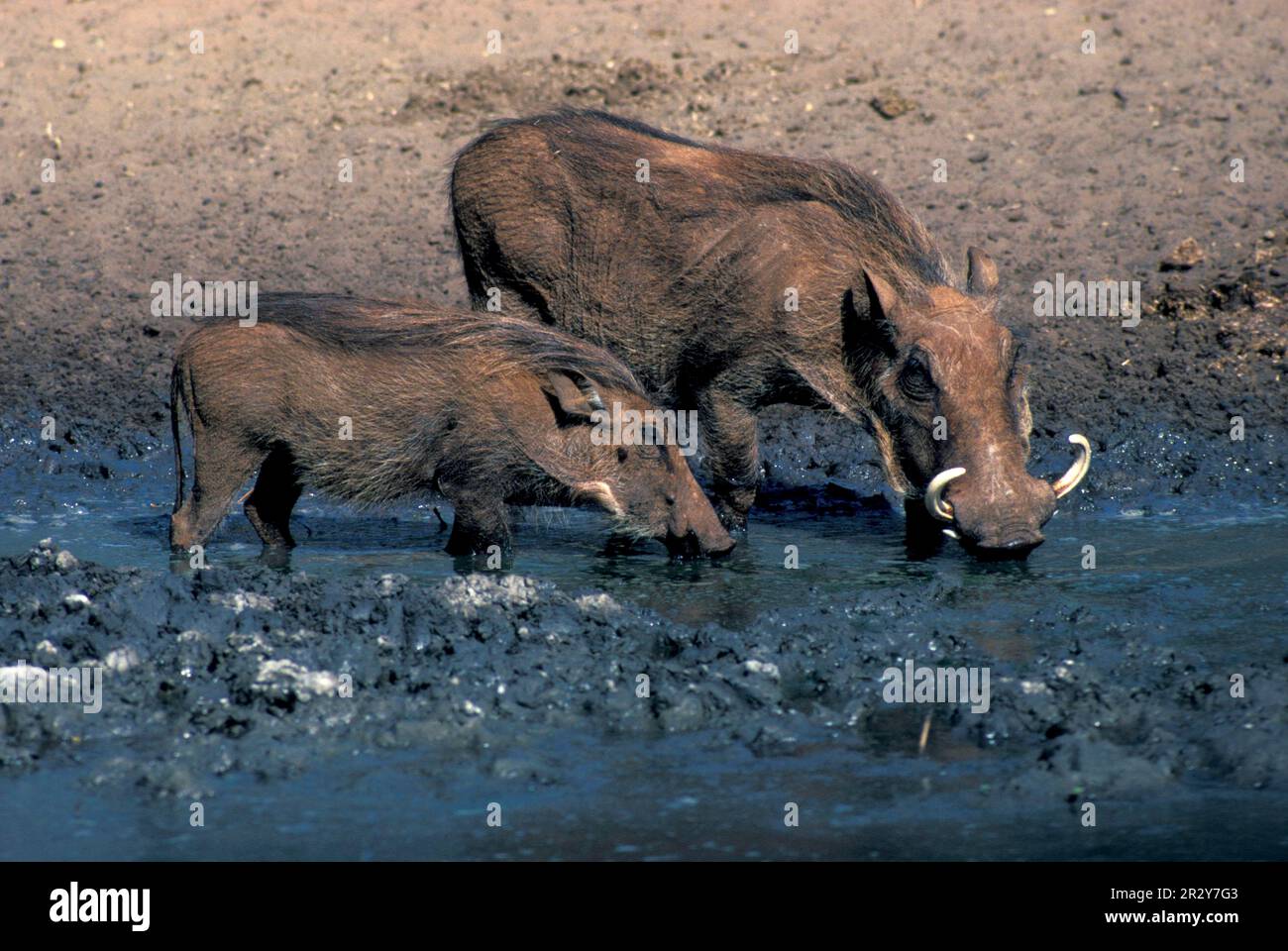Desert warthog, desert warthog, desert warthogs, warthog, warthogs ...