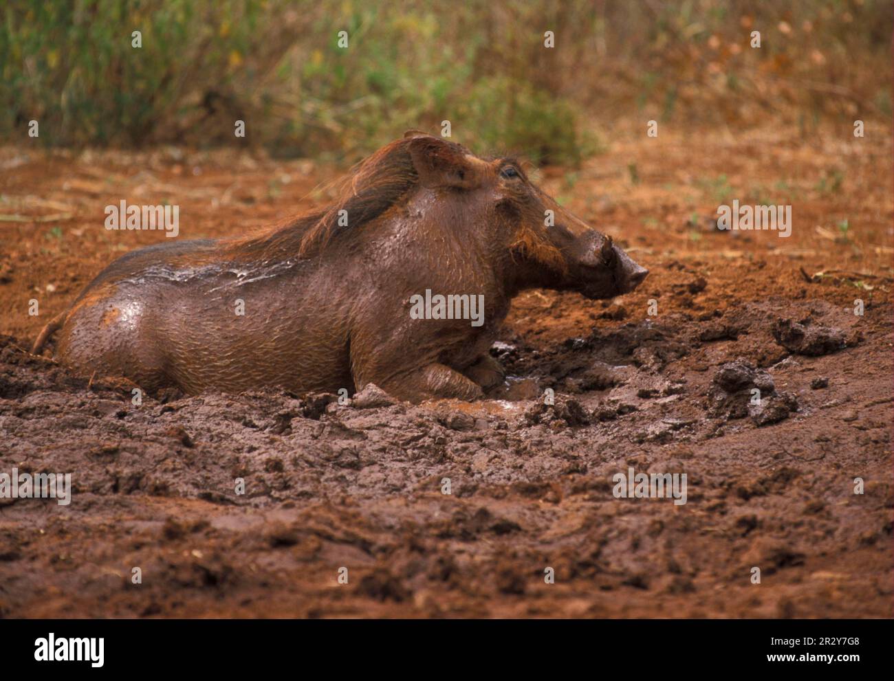 Desert warthog, desert warthog, desert warthogs, warthog, warthogs ...