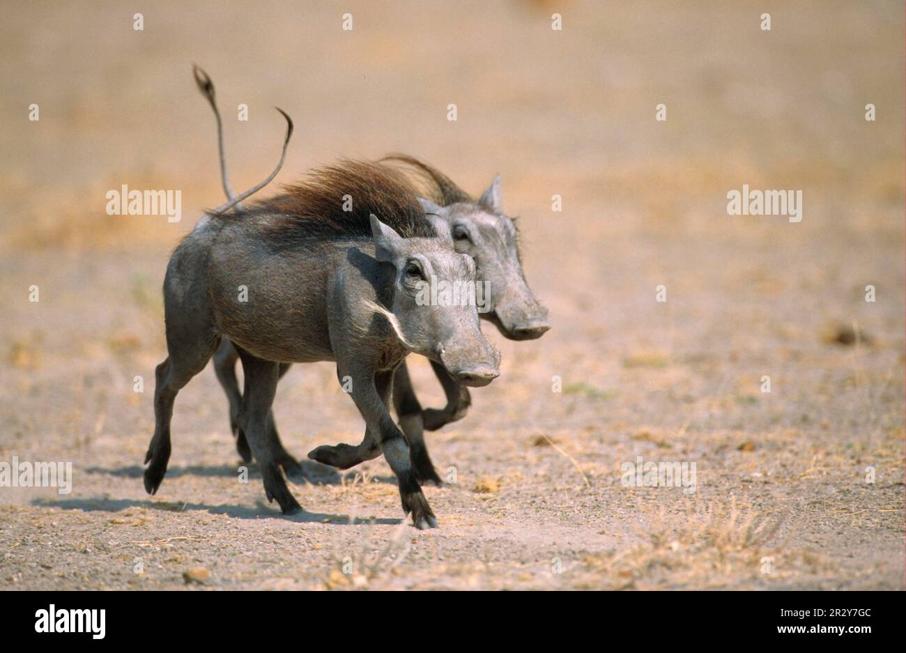 Desert warthog, desert warthog, desert warthogs, warthog, warthogs ...