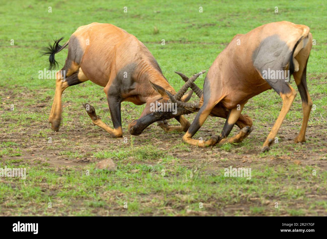 Lyra antelope, lyre antelopes, topi, topis, crescent antelope ...