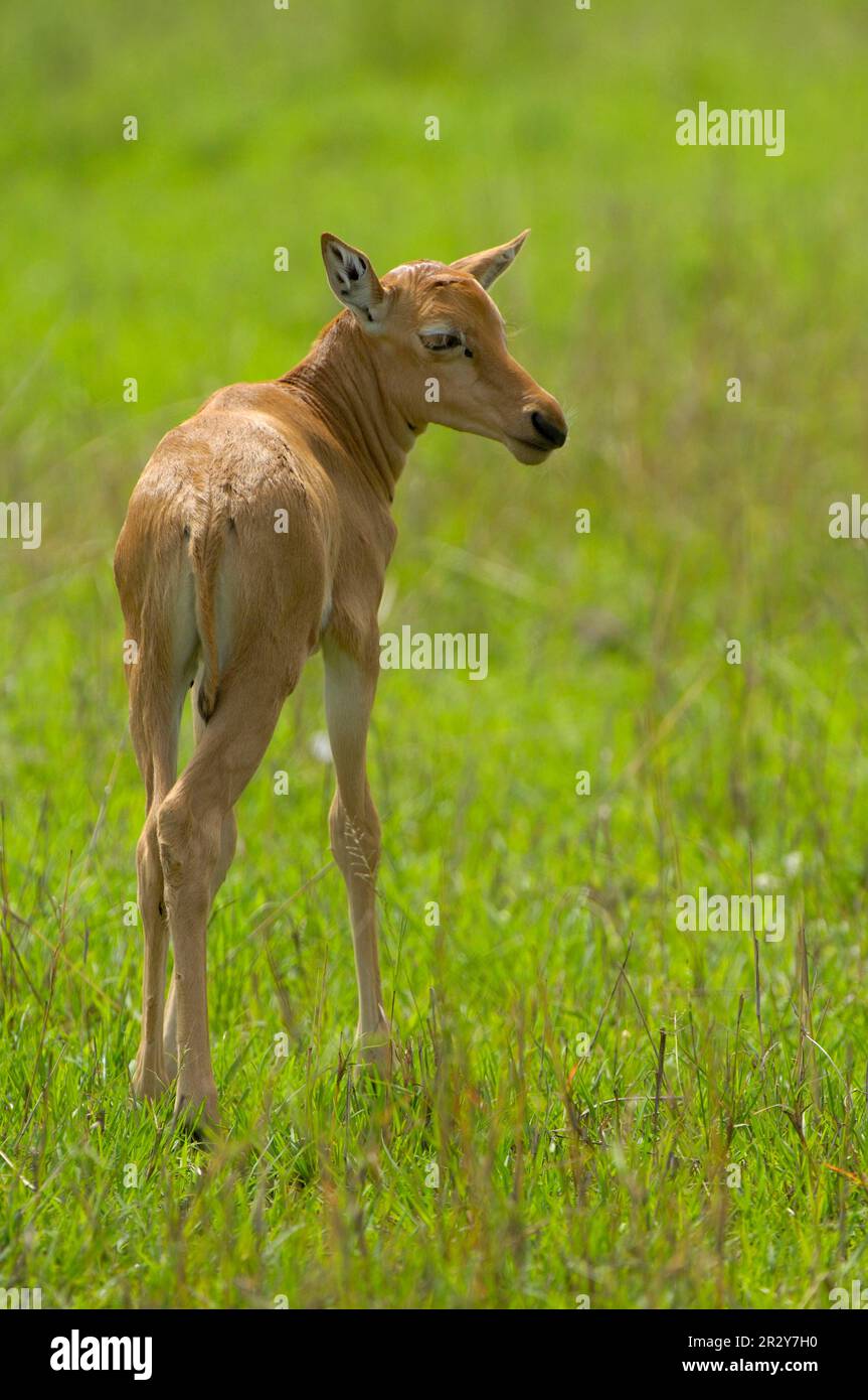Lyra antelope, lyre antelopes, topi, topis, crescent antelope ...