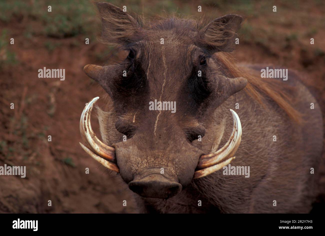 Desert warthog, desert warthog, desert warthogs, warthog, warthogs ...
