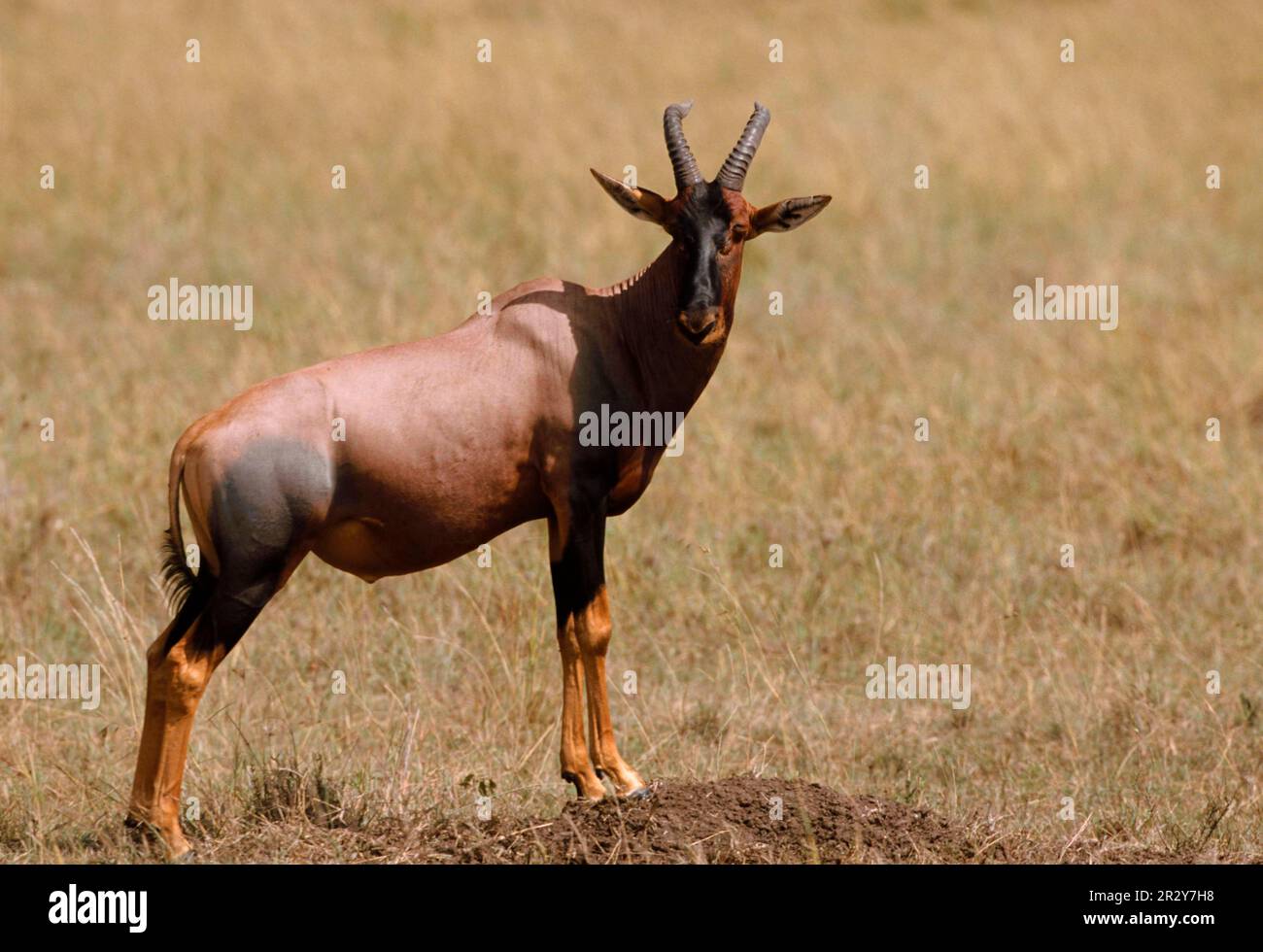 Lyra antelope, lyre antelope, topi, topis, sassabies (Damaliscus ...