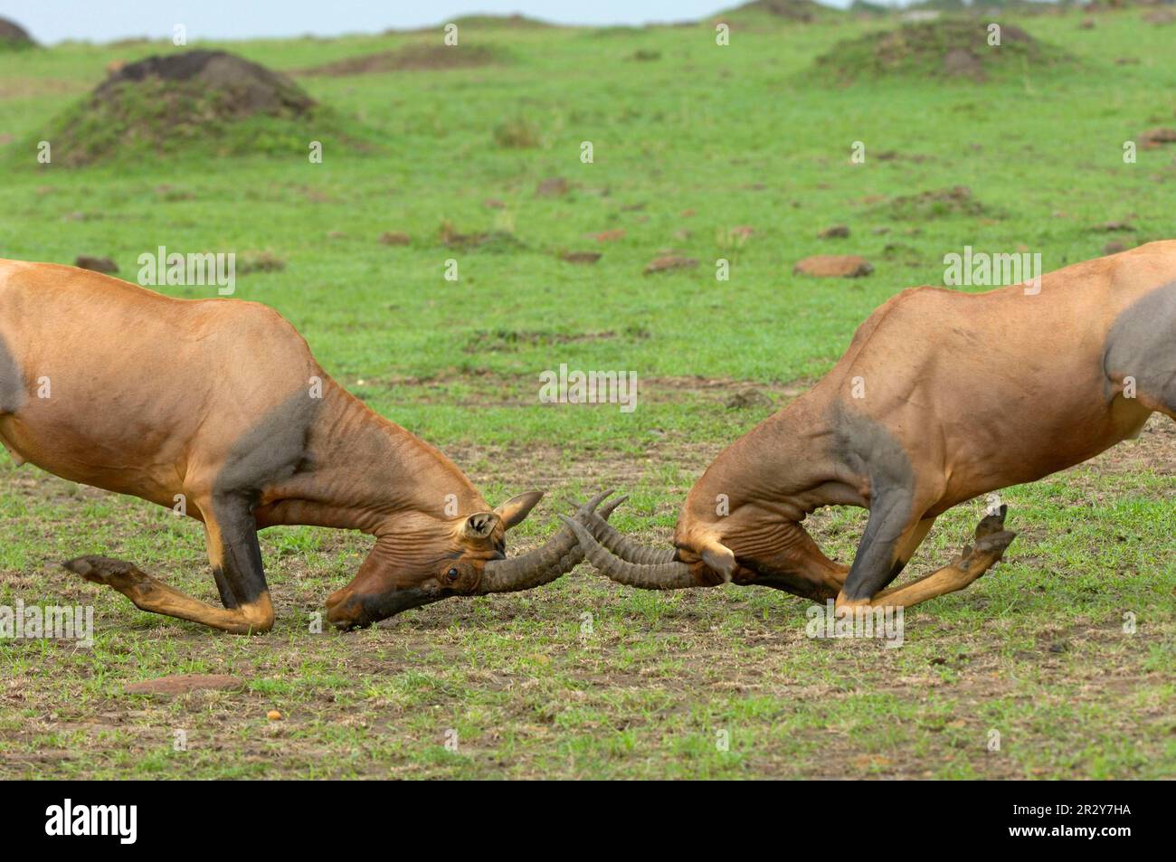 Lyra antelope, lyre antelopes, topi, topis, crescent antelope ...
