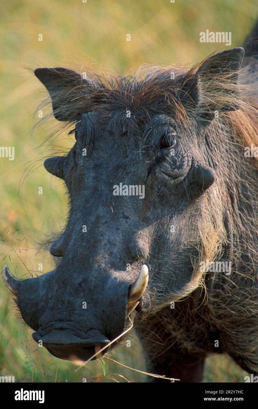 Desert warthog, desert warthog, desert warthogs, warthog, warthogs ...