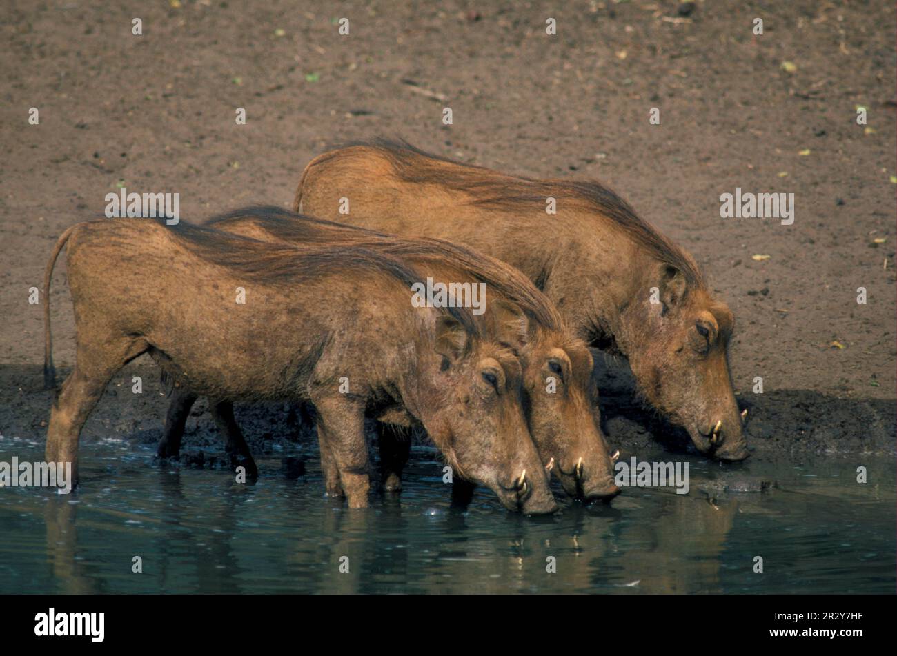 Desert warthog, desert warthog, desert warthogs, warthog, warthogs ...