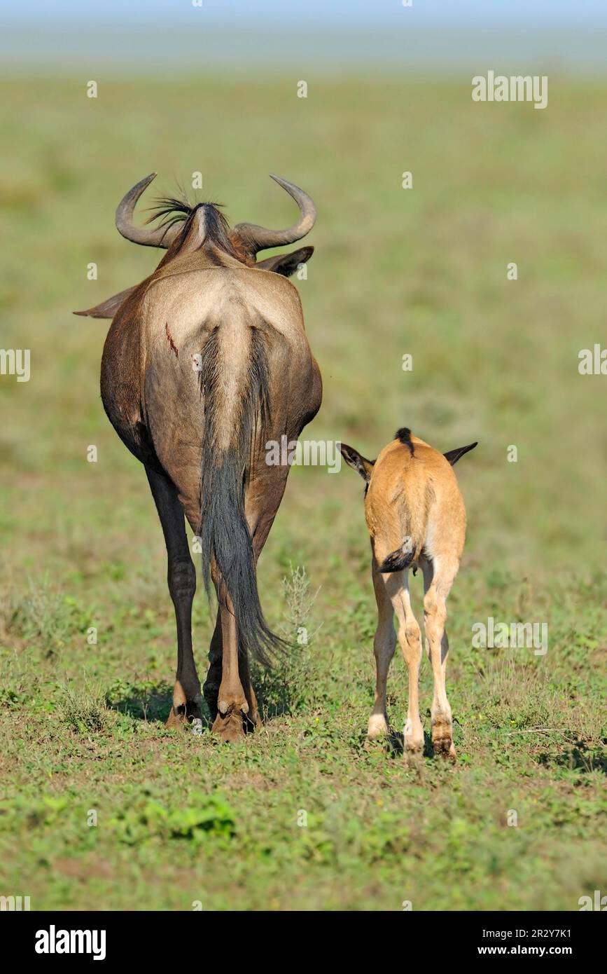 Blue Wildebeest (Connochaetus taurinus) mother with newborn calf ...