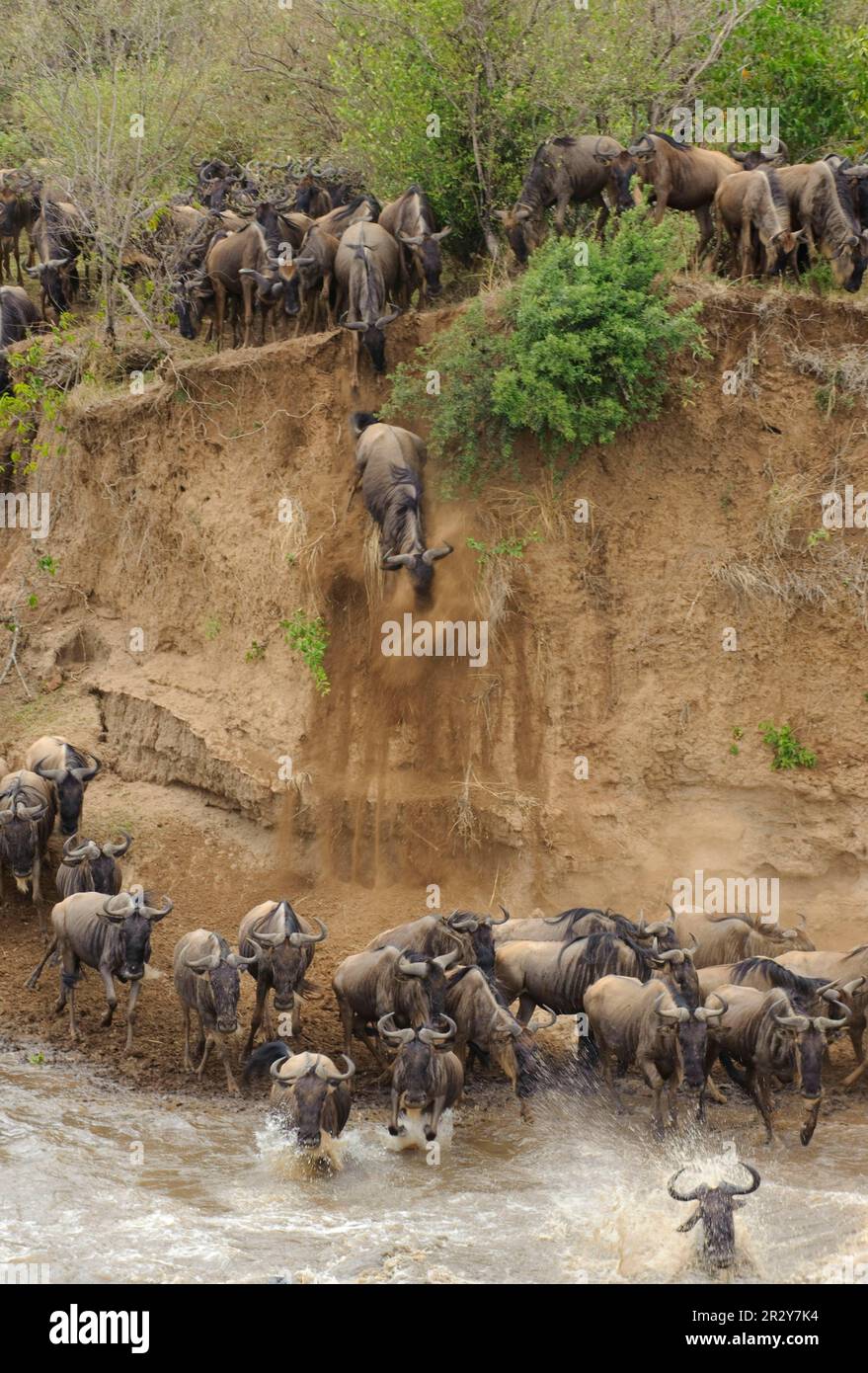 Blue wildebeest, wildebeest, gnu, ungulates, even-toed ungulates ...