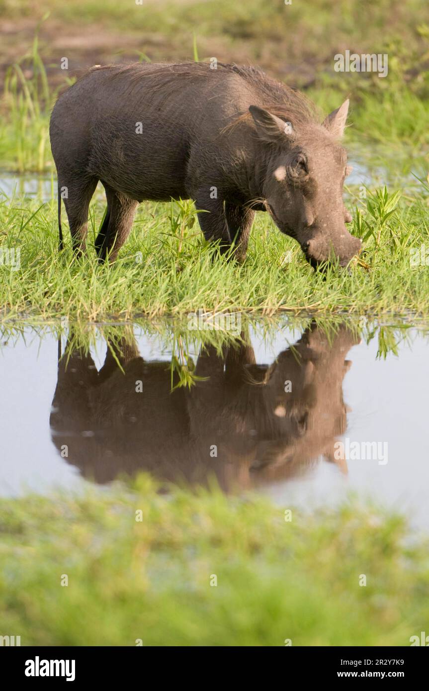 Common warthog (Phacochoerus africanus), warthogs, pigs, ungulates ...
