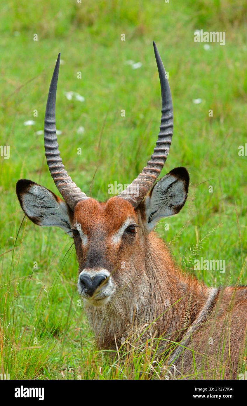 Waterbuck Animal