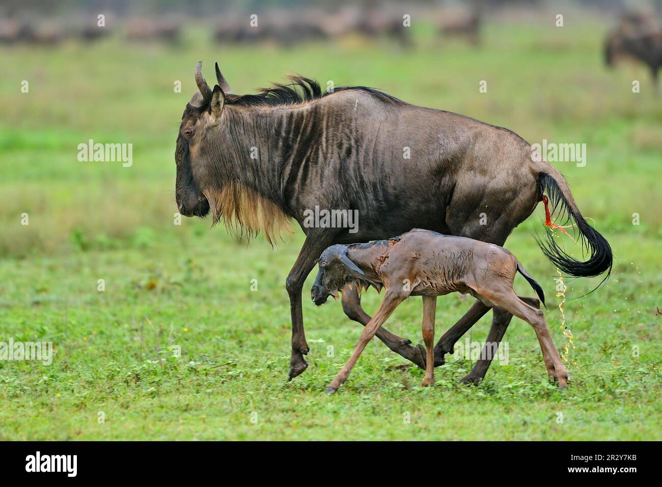 Blue Wildebeest (Connochaetus taurinus) mother with newborn calf ...