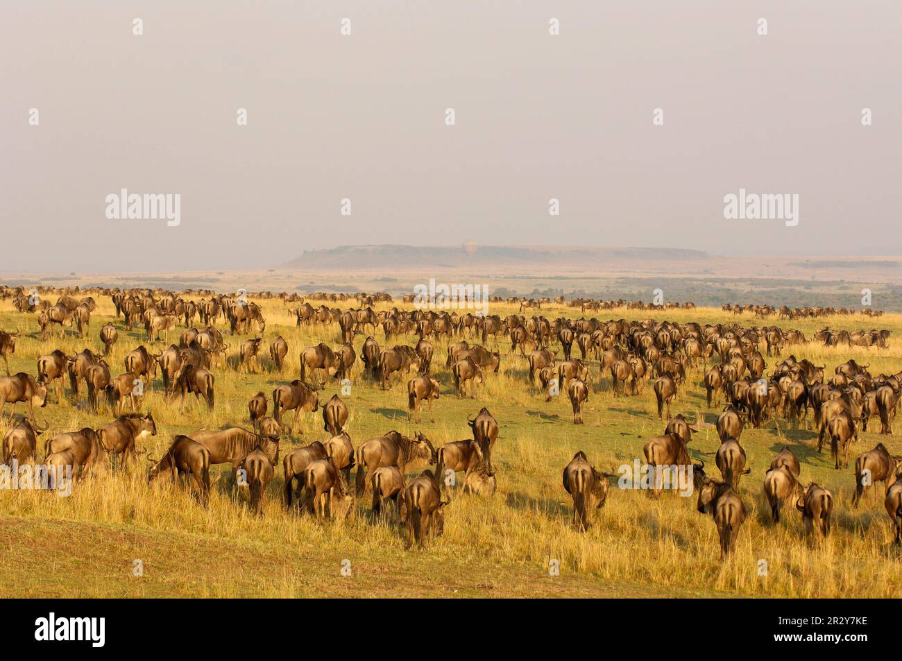 Blue Wildebeest (Connochaetus taurinus) herd, in grassland habitat, on ...