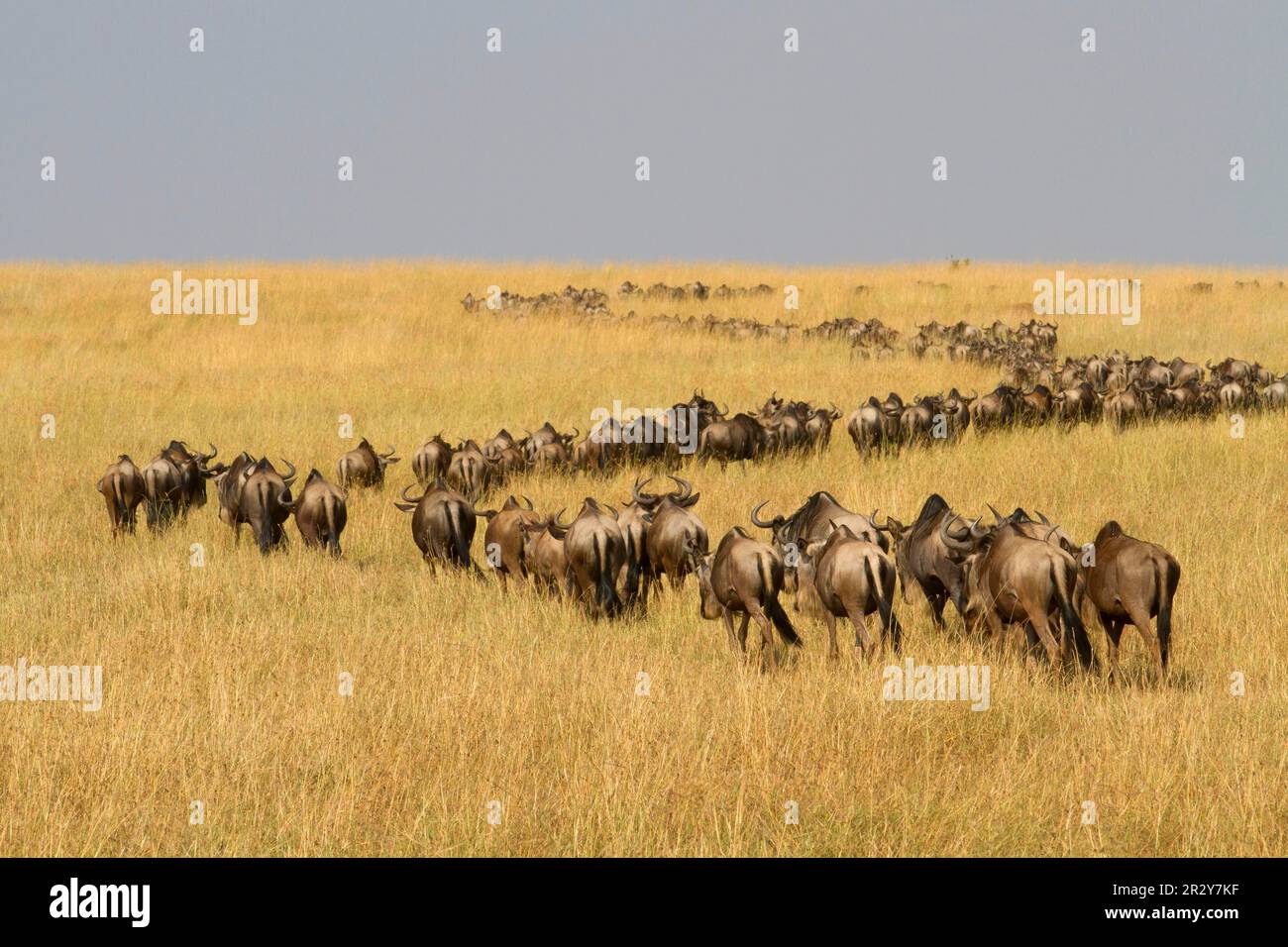 White-bearded wildebeest (Connochaetus taurinus mearnsi) herd ...