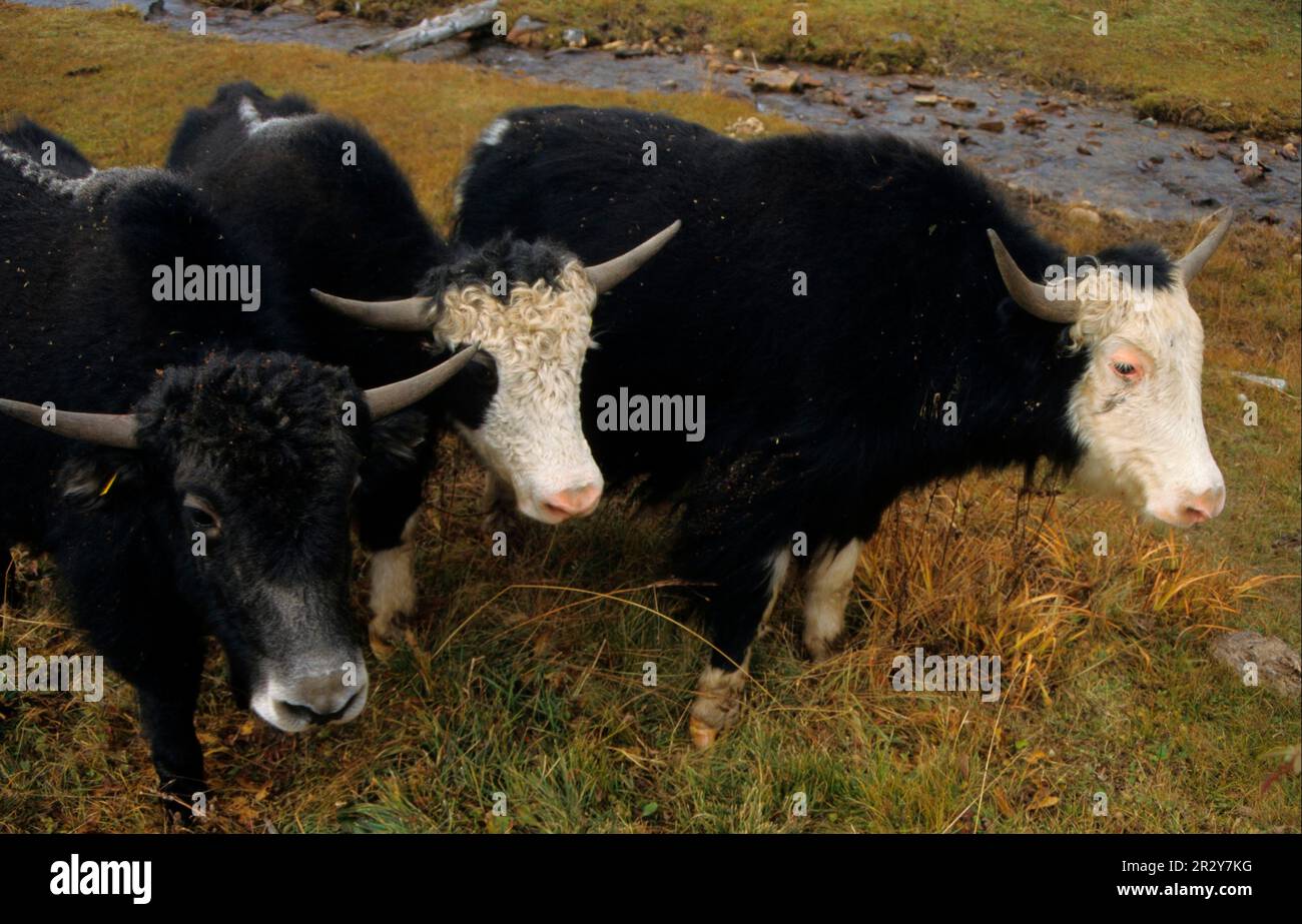 Yak Young Yaks (possibly Dzos) (which are yak bull x cow) in Tumbatse ...