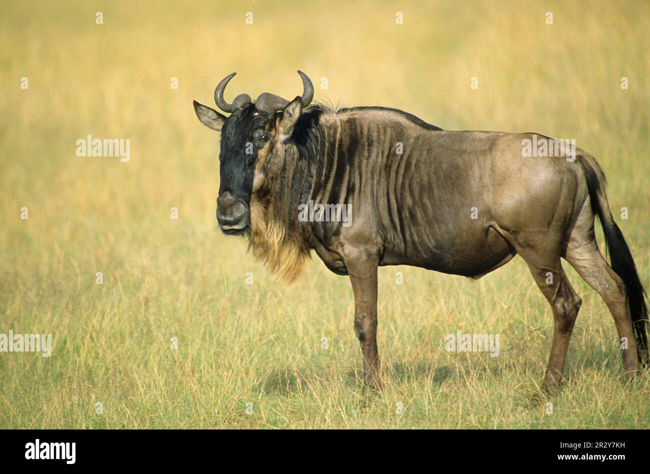 Blue Wildebeest (Connochaetus taurinus) Adult Standing, Blue Wildebeest ...