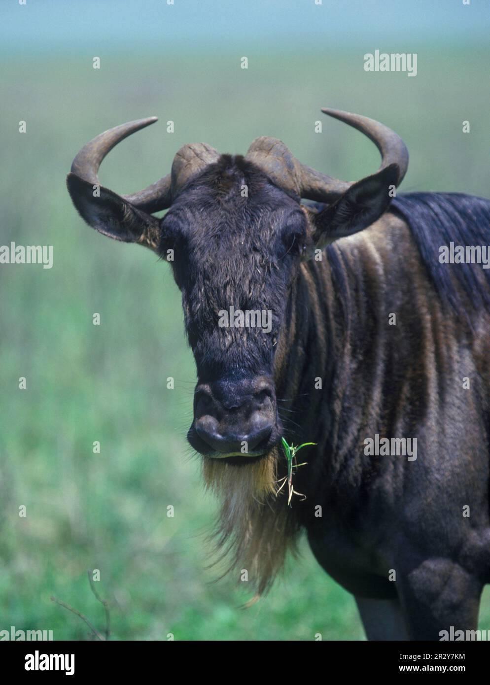 Blue wildebeest, blue wildebeests (Connochaetes taurinus), wildebeest ...