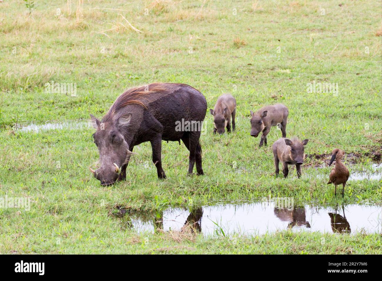 Common common warthog (Phacochoerus africanus), adult female with young ...