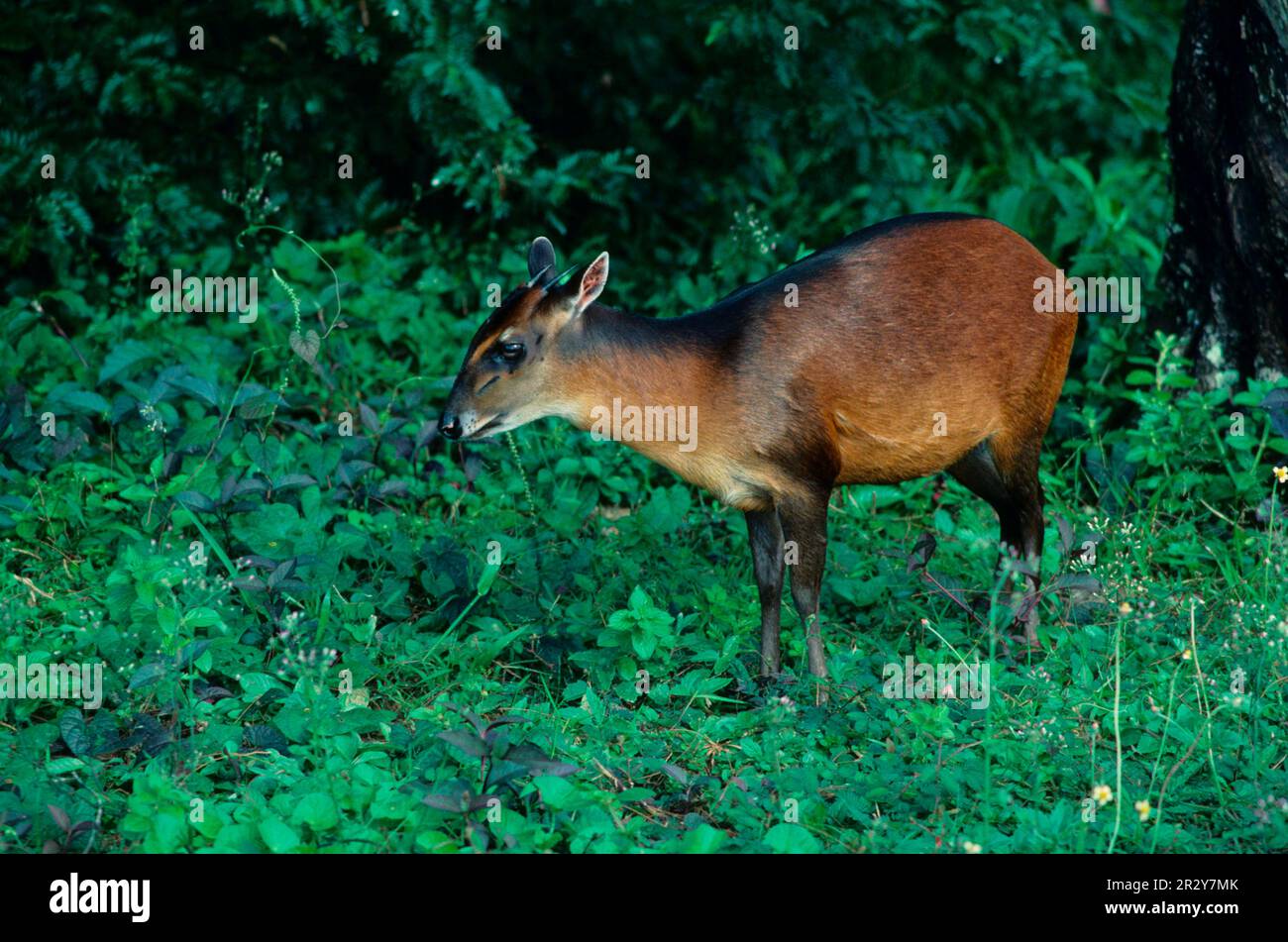 Bay duiker, black-backed duiker (Cephalophus dorsalis), antelope ...