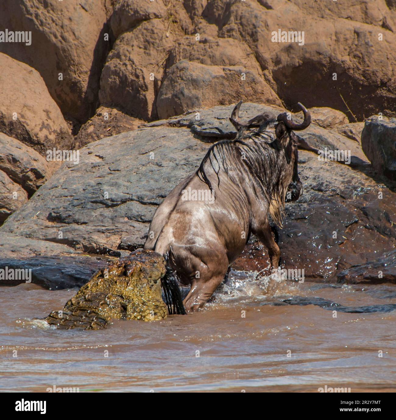Nile Crocodile (Crocodylus niloticus) adult, pulling Blue Wildebeest ...