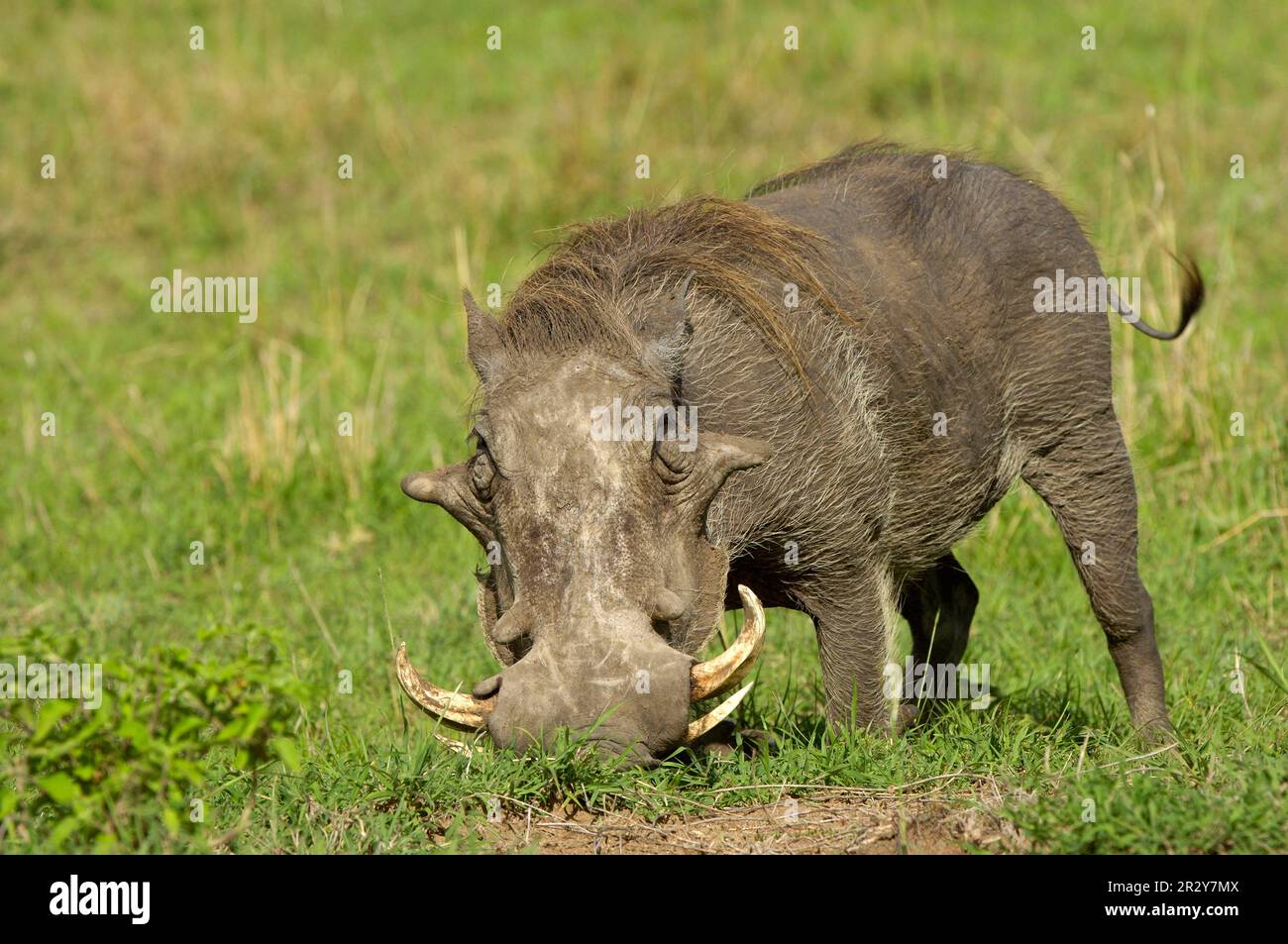 Common warthog (Phacochoerus africanus), warthogs, pigs, ungulates ...