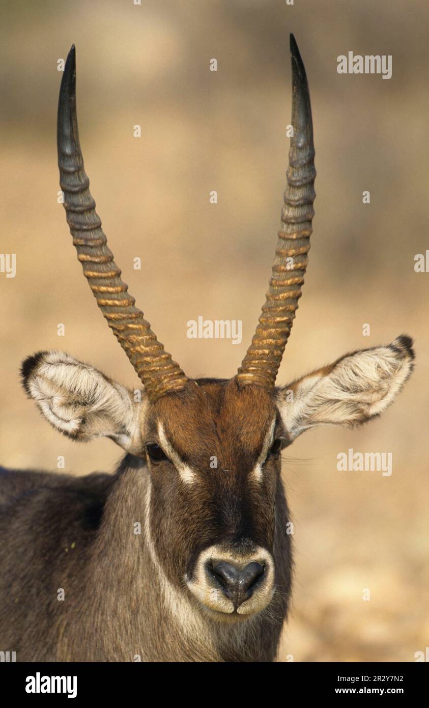 Waterbuck head hi-res stock photography and images - Alamy