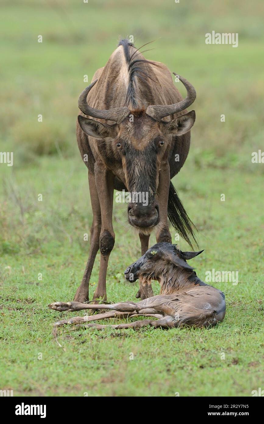 Blue Wildebeest (Connochaetus taurinus) mother with newborn calf, Serengeti N. P. Tanzania ...