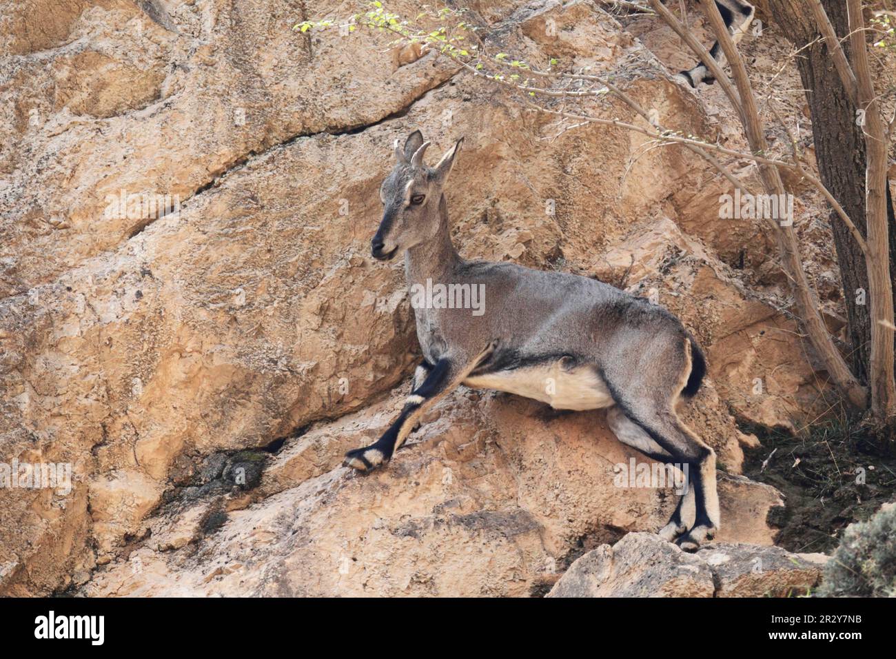 Bharal (Pseudois nayaur) adult female, foraging on rocky hillside ...